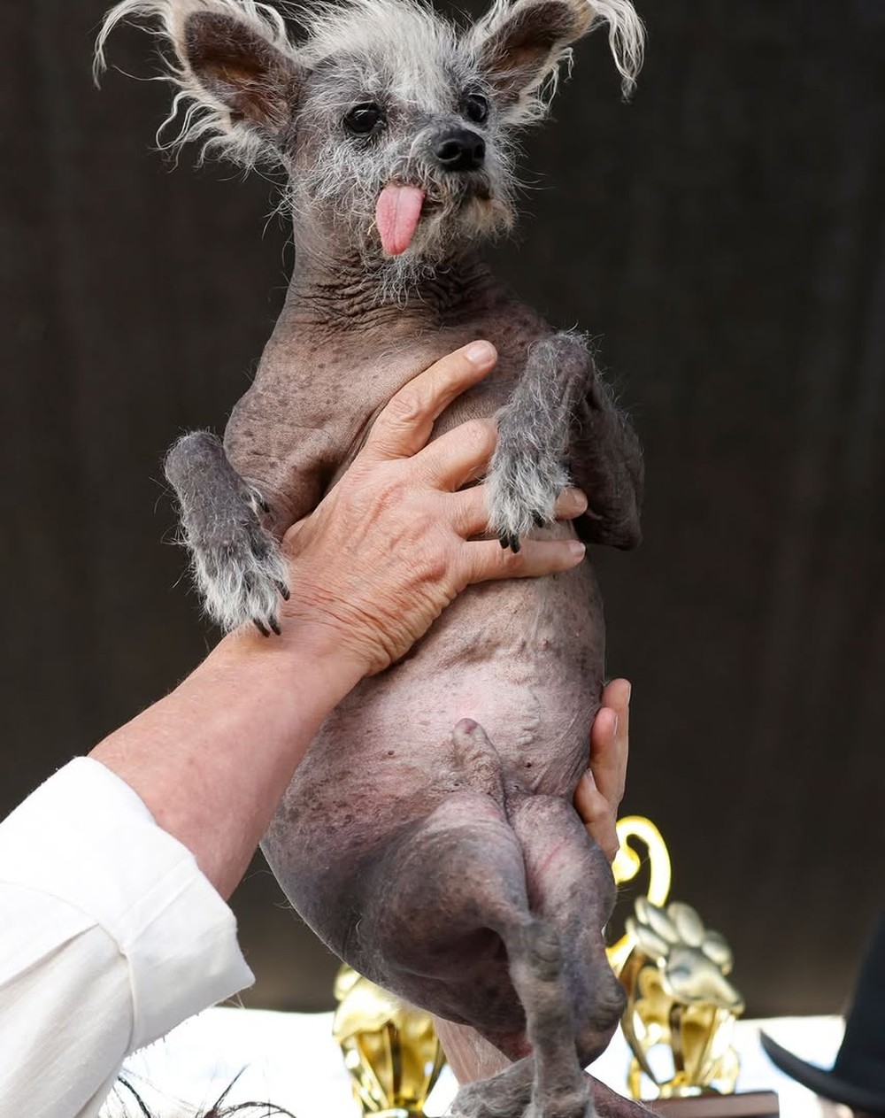 Concurso nos EUA elege o cachorro 'mais feio' do mundo de 2025; confira