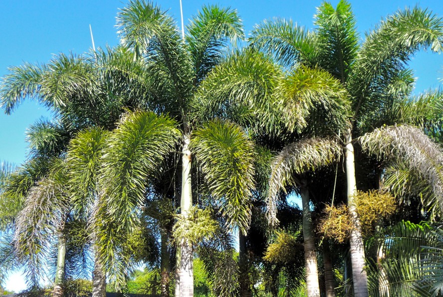 Palmeira rabo de raposa: aprenda tudo sobre essa espécie de planta
