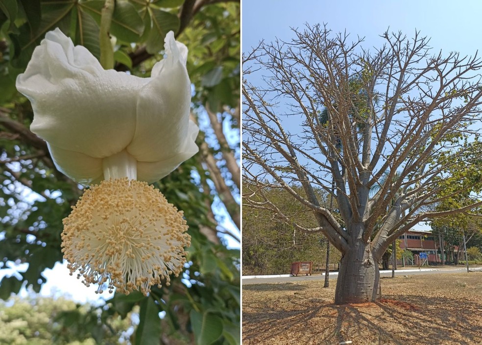 Baobá: conheça o poderoso fruto africano considerado superalimento natural
