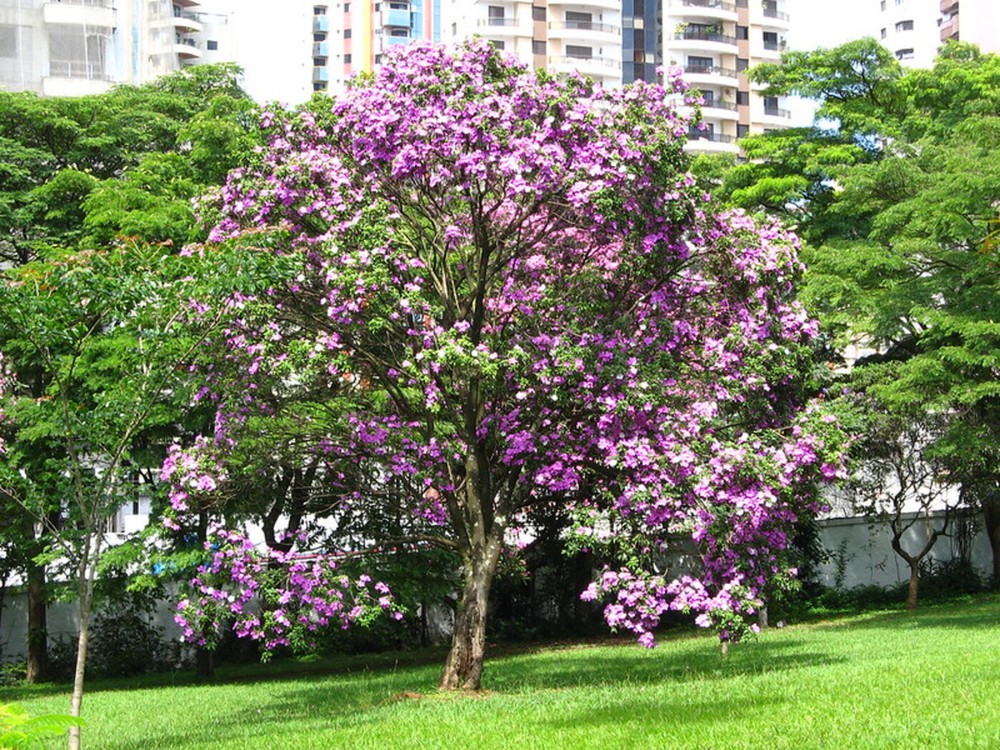 Árvores brasileiras: 18 espécies que você precisa conhecer ou nem ...