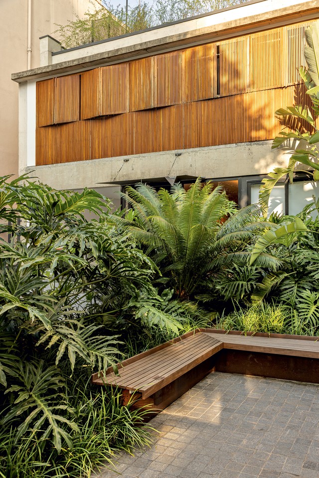 Como cuidar da planta guaimbê (Philodendron bipinnatifidum)