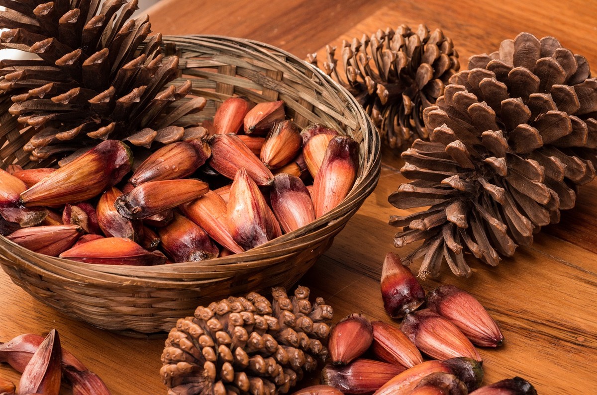Pinhão: benefícios para a saúde e como usar na culinária | Bem-estar e Saúde | Casa e Jardim