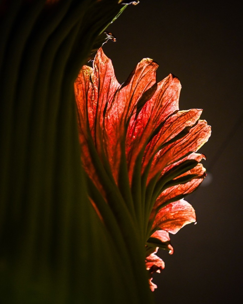 Com odor de carne podre, flor-cadáver floresce em San Marino e atrai ...