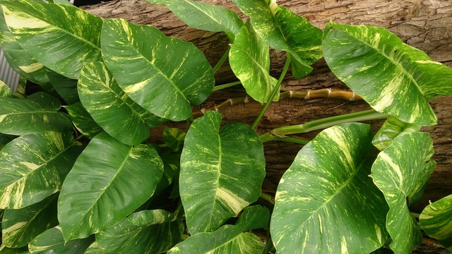 Já ouviu falar em plantas albinas? Entenda como elas sobrevivem!