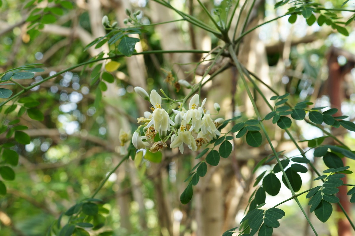 Moringa: conheça os benefícios da planta e como cultivá-la em casa