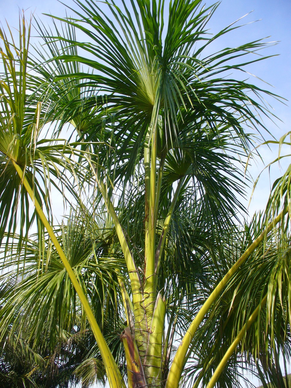 Miriti: planta amazônica pode revolucionar a arquitetura e o design ...