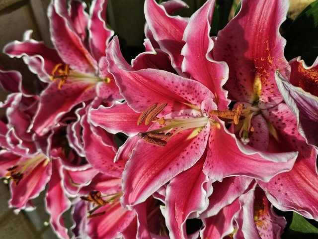 Lírio-rosa: aprenda a manter saudável a espécie associada ao afeto ...