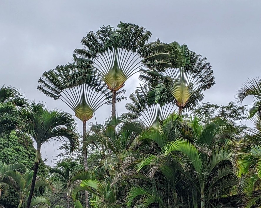 Ravenala: tudo sobre a planta conhecida como árvore-do-viajante