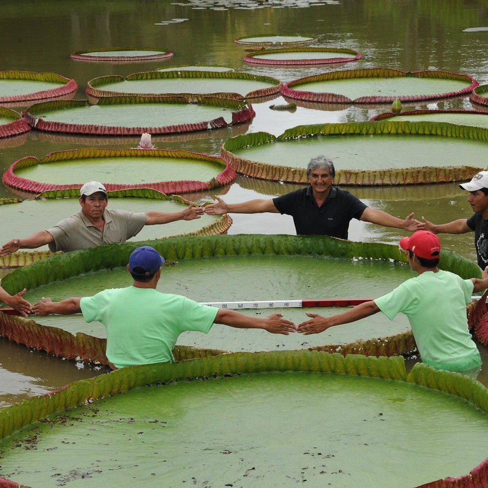 Maior 'vitória-régia' do mundo passou centenas de anos sem ser notada