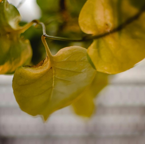 Plantas com folhas amareladas: o que significa e como tratar?