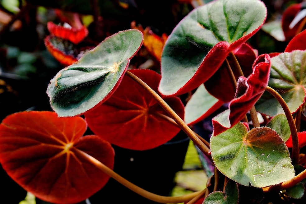 Begônia de cera: como cultivar, cuidar e ter um jardim colorido o ano todo