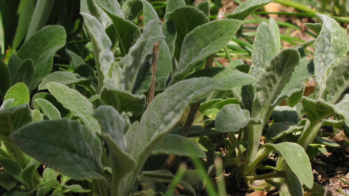 Peixinho-da-horta: como cultivar a PANC com sabor de peixe frito ...