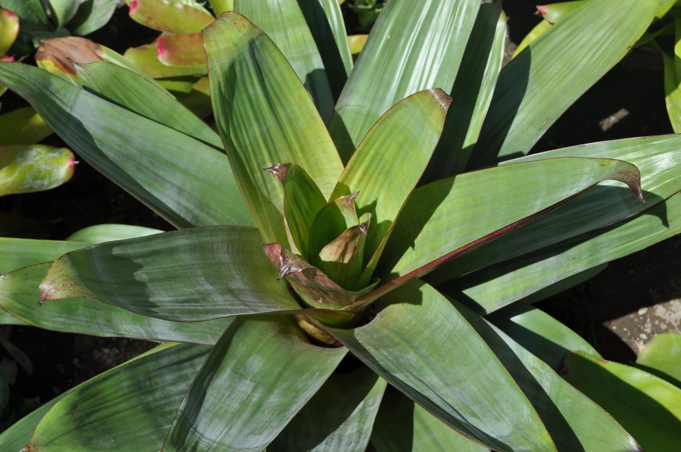 Bromélia imperial: conheça a planta brasileira que atrai beija-flores