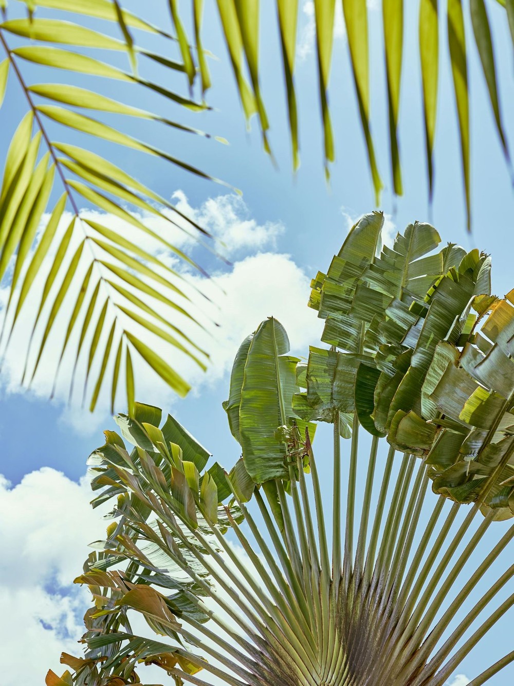 Ravenala: tudo sobre a planta conhecida como árvore-do-viajante