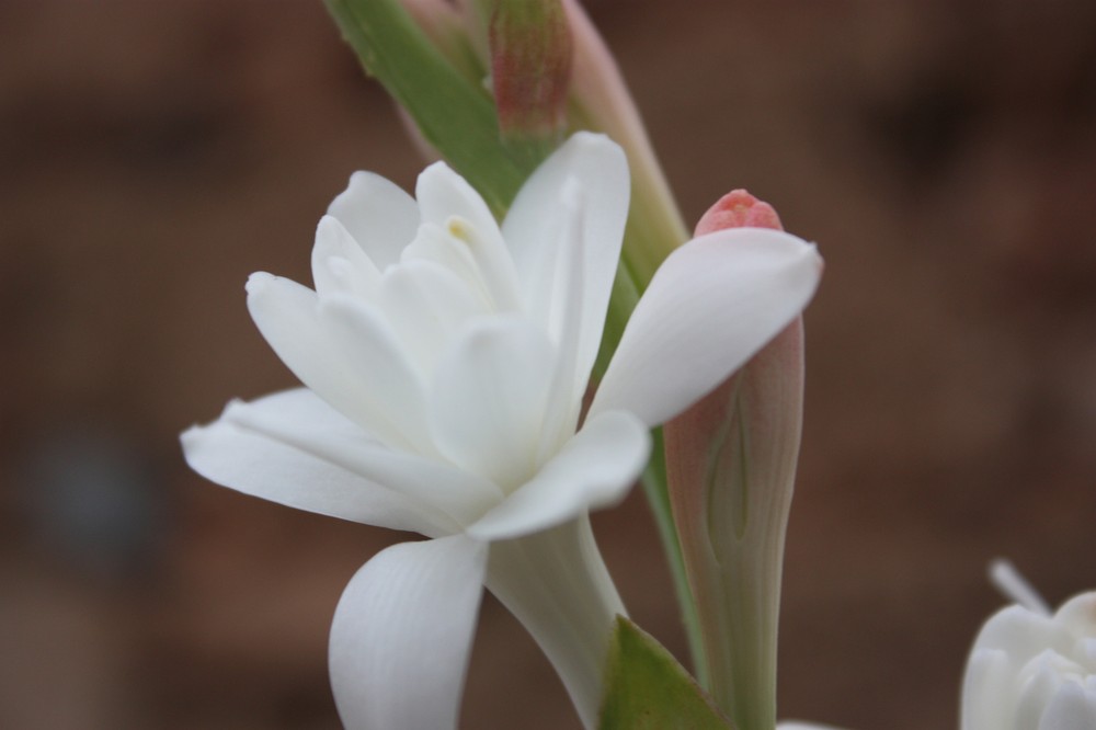 Flor de nardo: conheça a espécie usada na perfumaria de luxo
