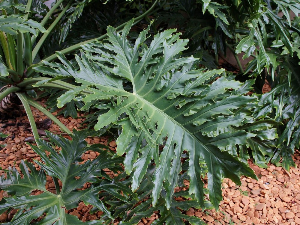 Como cuidar da planta guaimbê (Philodendron bipinnatifidum)