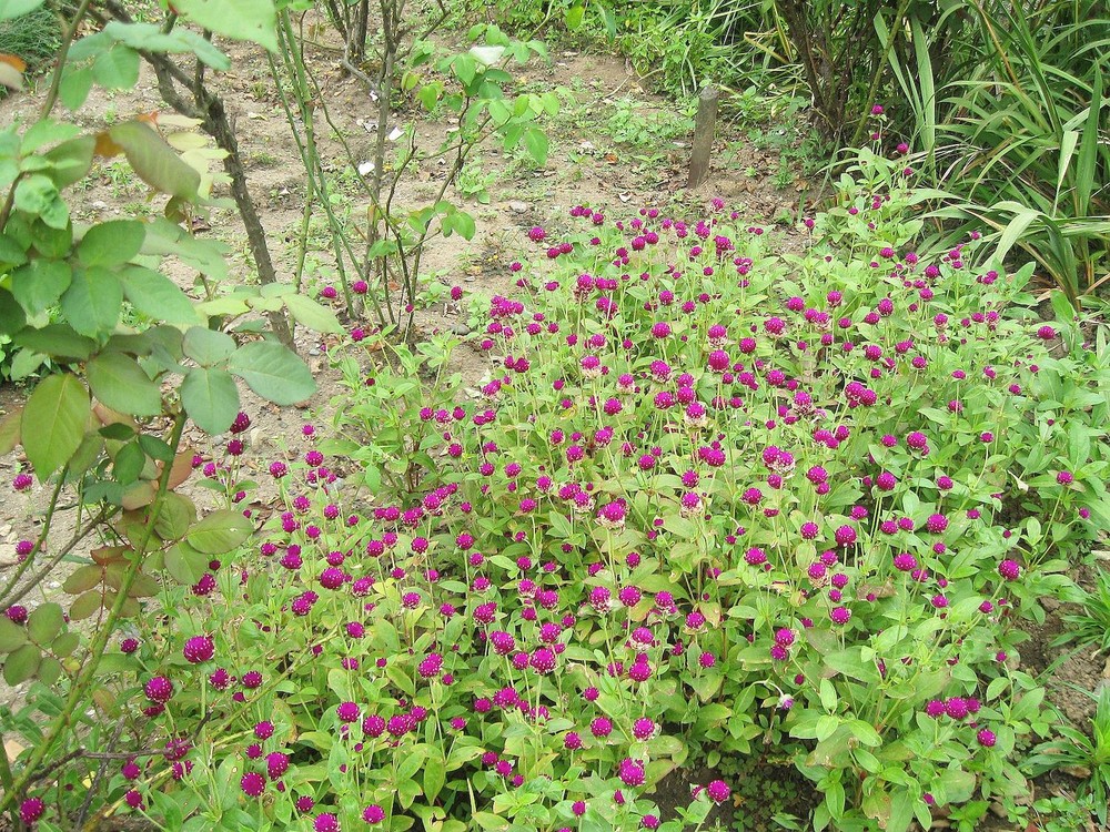 7 espécies de plantas rasteiras que florescem o ano todo | Paisagismo ...