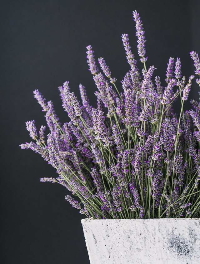 10 flores cheirosas para deixar a casa e o jardim perfumados ...