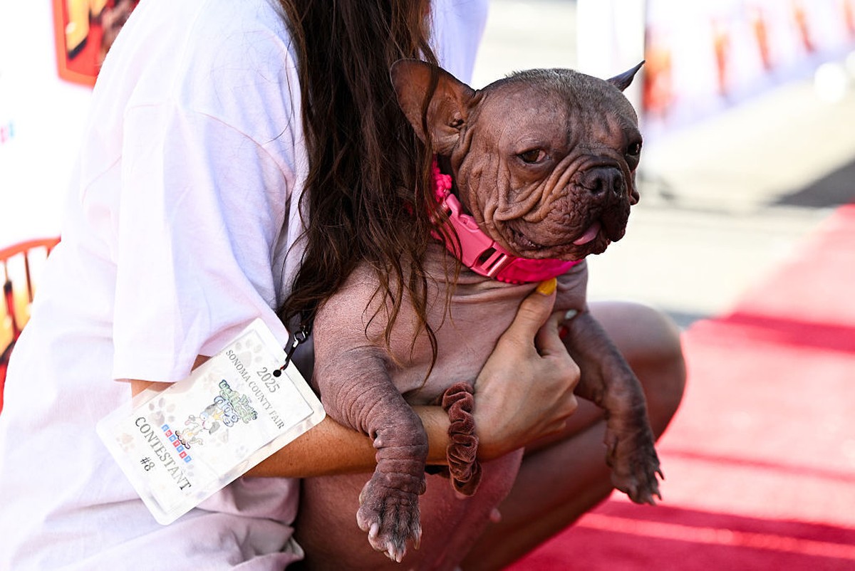 Concurso nos EUA elege o cachorro 'mais feio' do mundo de 2025; confira