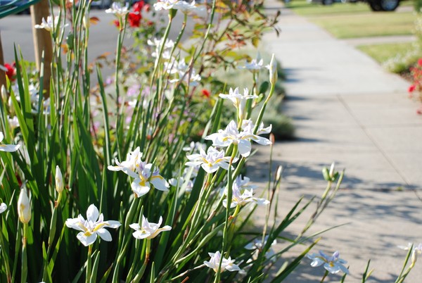 Moreia: como cultivar a planta popular que está sempre florida!