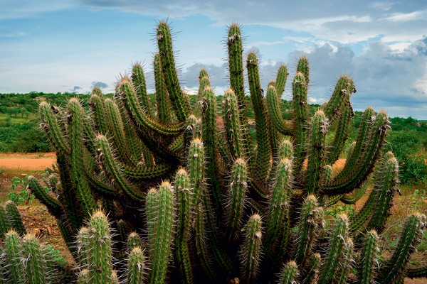 5 cactos comestíveis para conhecer e incluir no cardápio!