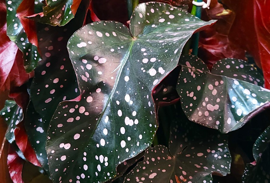 Begônia Mari: saiba como cultivar a planta brasileira que é uma ...