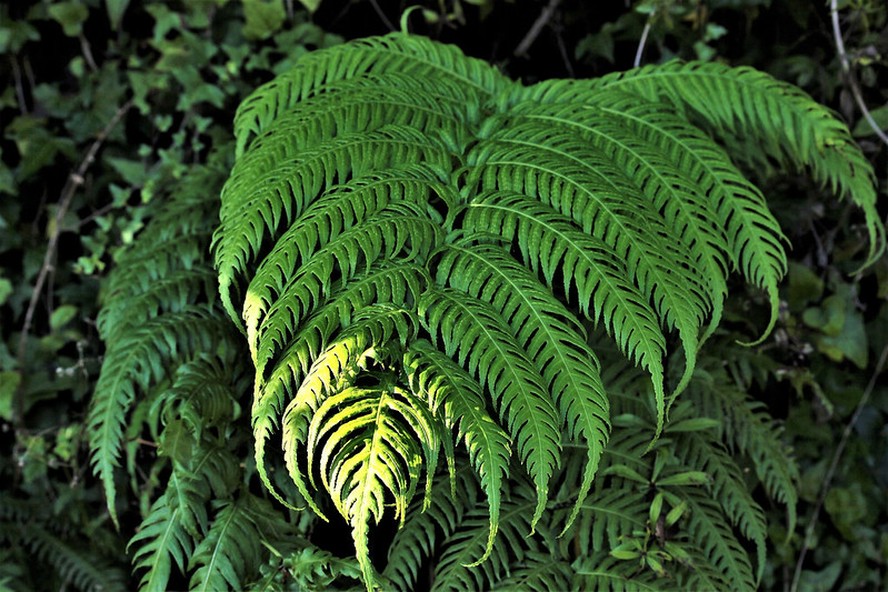 Samambaias Arboreas Gigantes 🌿 Samambaia Americana (Nephrolepis