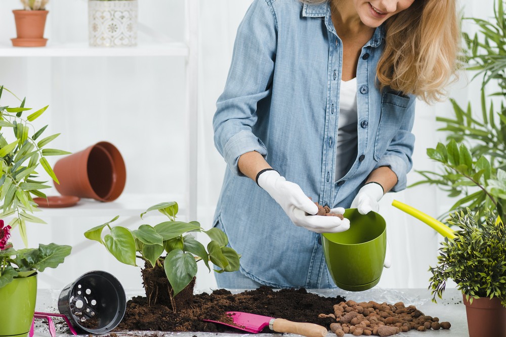 Sua planta está morrendo encharcada? Faça isso imediatamente!