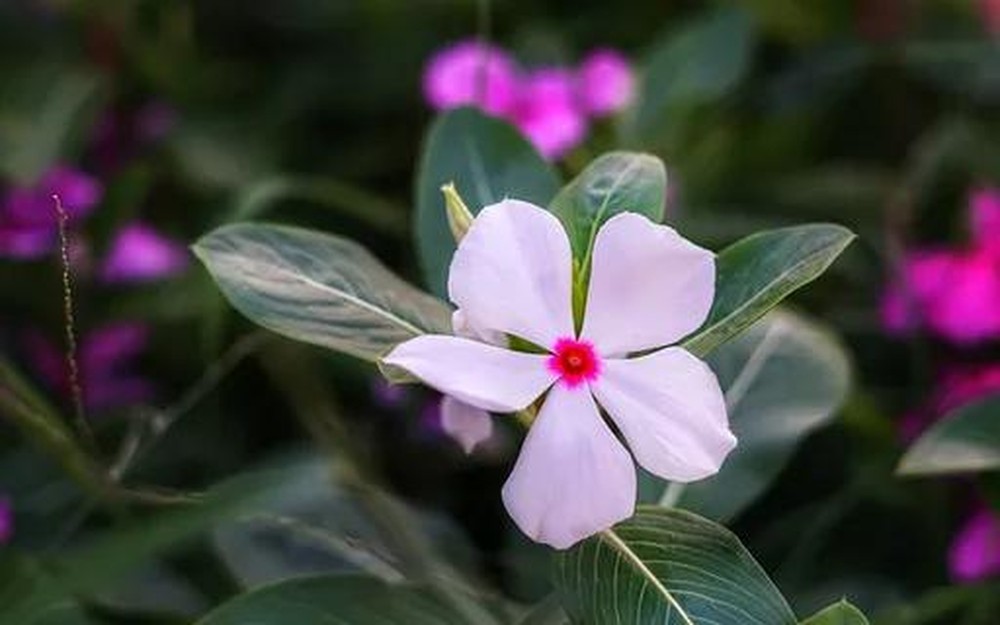 33 plantas perenes que podem florescer em qualquer canto do seu jardim
