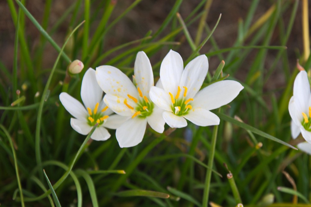 Lírio do vento: conheça as duas plantas que compartilham este nome popular