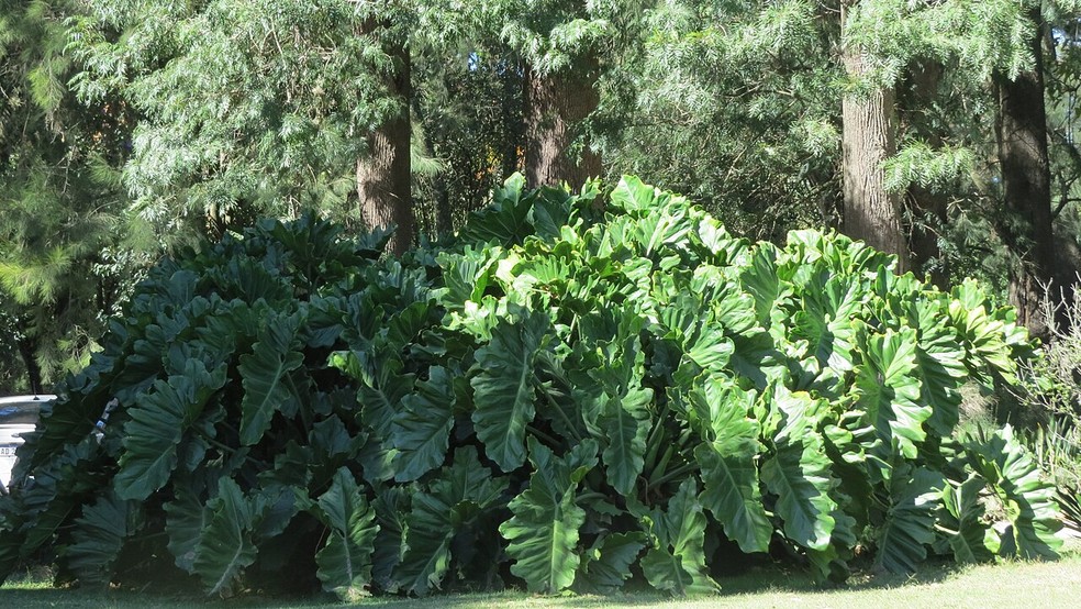 Filodendro-ondulado: como cultivar a folhagem tropical
