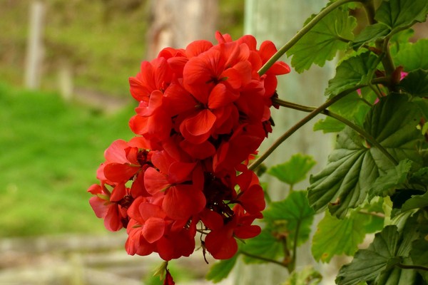 15 plantas que podem afastar as moscas de casa