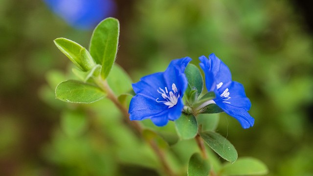 Azulzinha: como cultivar a forração com delicadas flores azuis