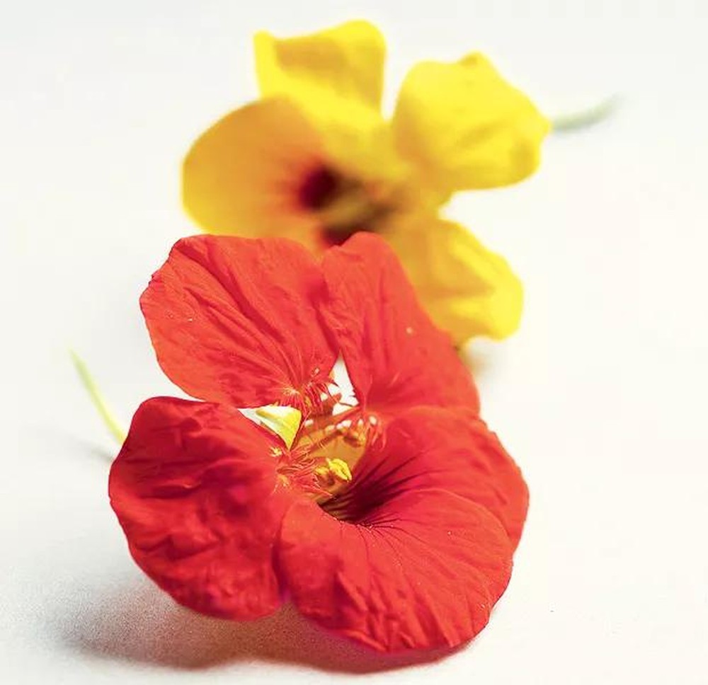 Conheça 13 flores comestíveis para incluir em pratos doces e salgados