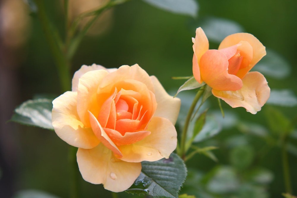 Peach Fuzz: 10 flores na Cor do Ano da Pantone para decorar a casa