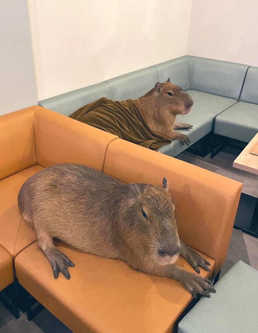 Capyba: cafeteria com capivaras soltas é uma das atrações mais ...