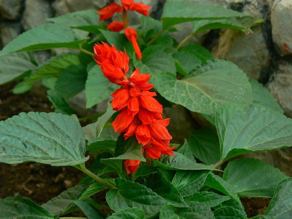 33 plantas perenes que podem florescer em qualquer canto do seu jardim