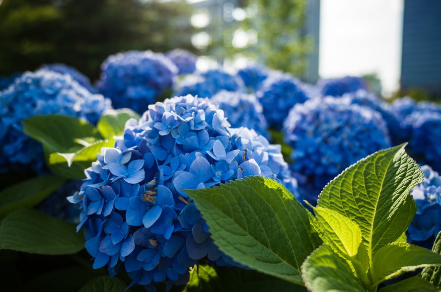 Flores de inverno: 10 espécies resistentes ao frio para ter no jardim