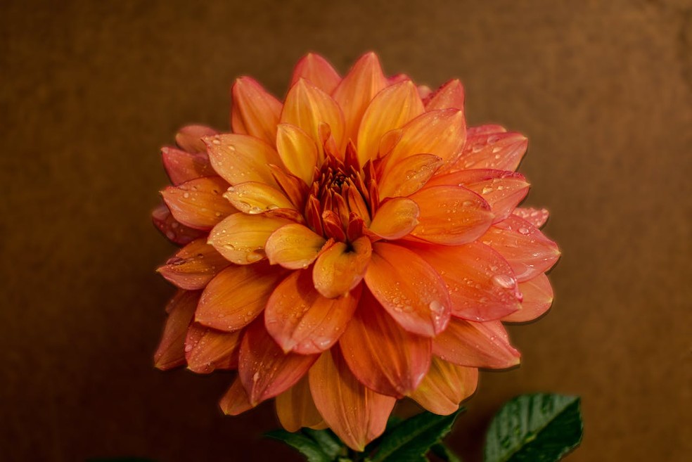 Flores Cor De Pessego Conjunto Do Rosa Flores Cor Gráficos, Pêssego