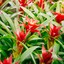 Bromélia imperial: conheça a planta brasileira que atrai beija-flores