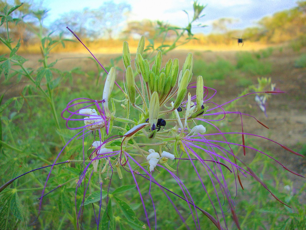 Mussambê: como cultivar a planta medicinal e brasileiríssima