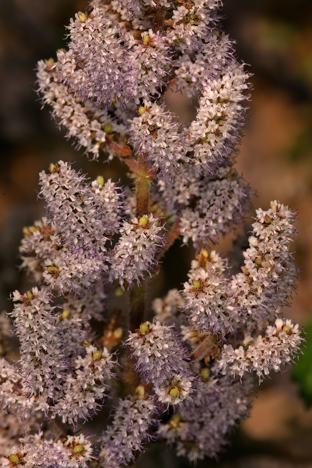 10 flores cheirosas para deixar a casa e o jardim perfumados ...