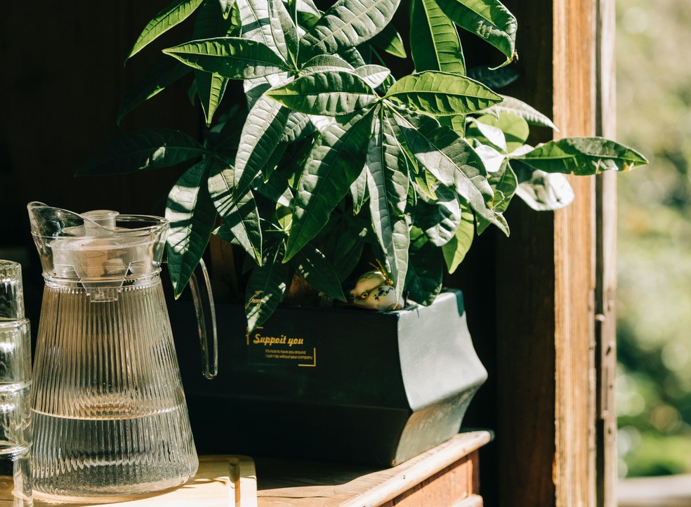 Clorofila: o que é e qual a função do pigmento para as plantas