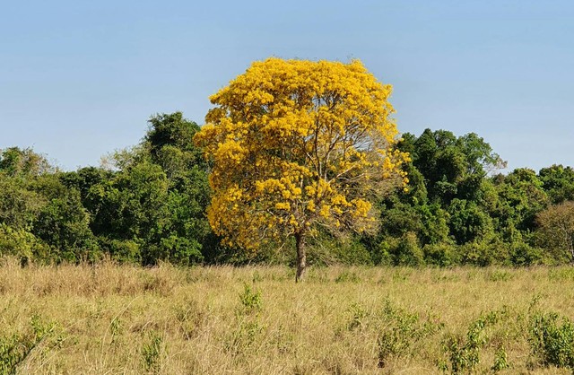 Árvores brasileiras: 18 espécies que você precisa conhecer ou nem ...