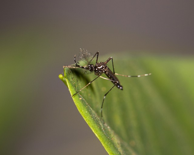 Os segredos para acabar de uma vez por todas com os mosquitos em casa
