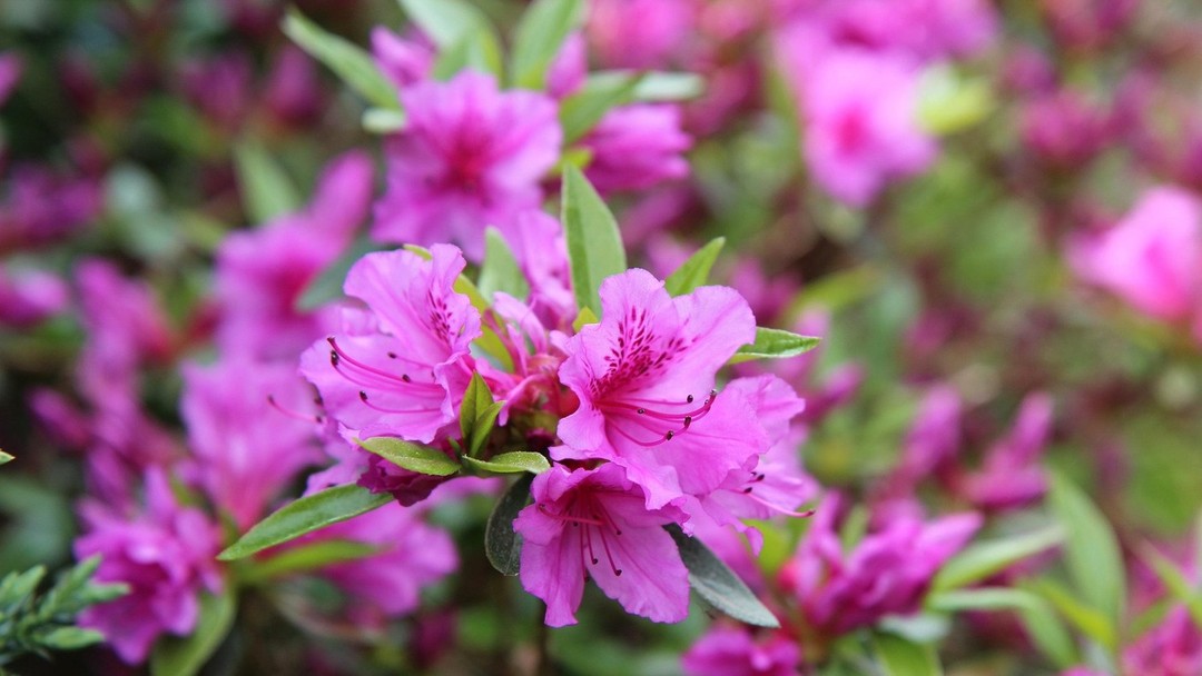 Plantas e flores perenes: o que são, como cultivar e 18 espécies para ...