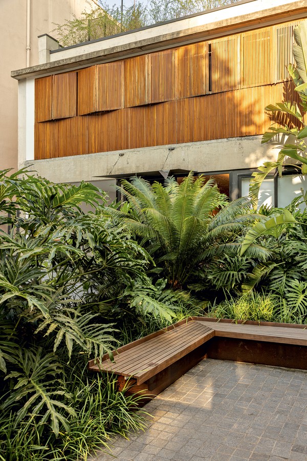 Como cuidar da planta guaimbê (Philodendron bipinnatifidum)