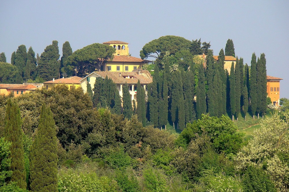 Cipreste italiano: conheça o icônico pinheiro que atinge até 30 metros ...