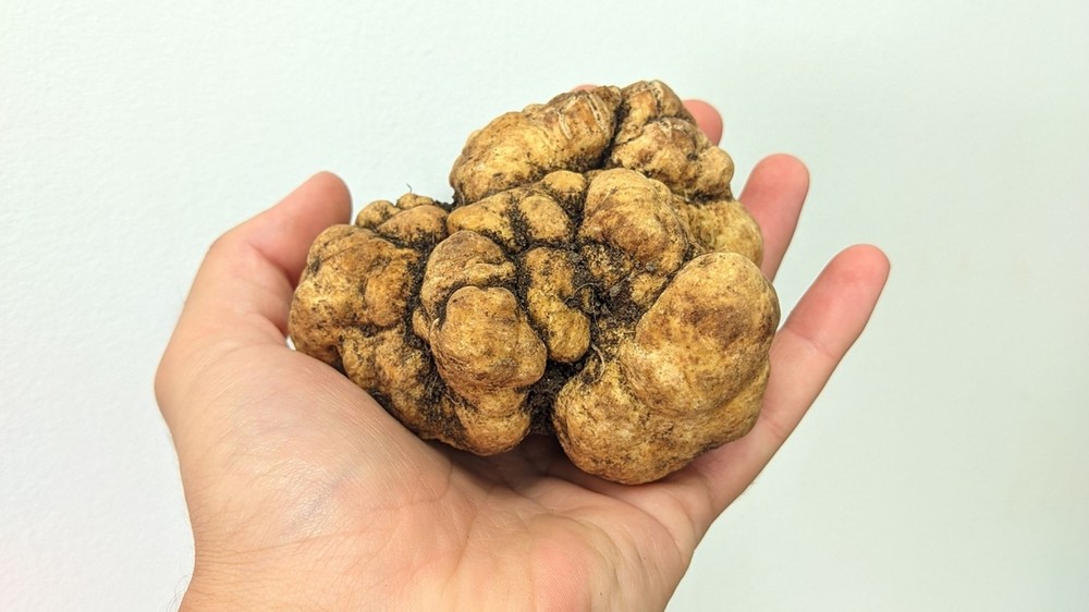 Maior trufa do Brasil vendida por R$ 2 mil é servida em restaurante ...