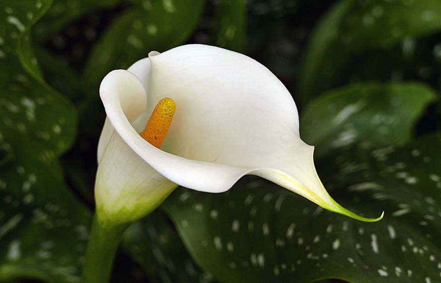 Copo-de-leite: como cultivar a bela e delicada flor associada à pureza